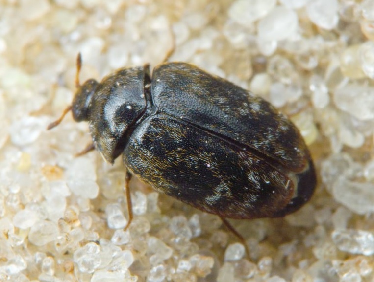 Khapra Beetle / Trogoderma granarium Everts. - BioChemTech IPM