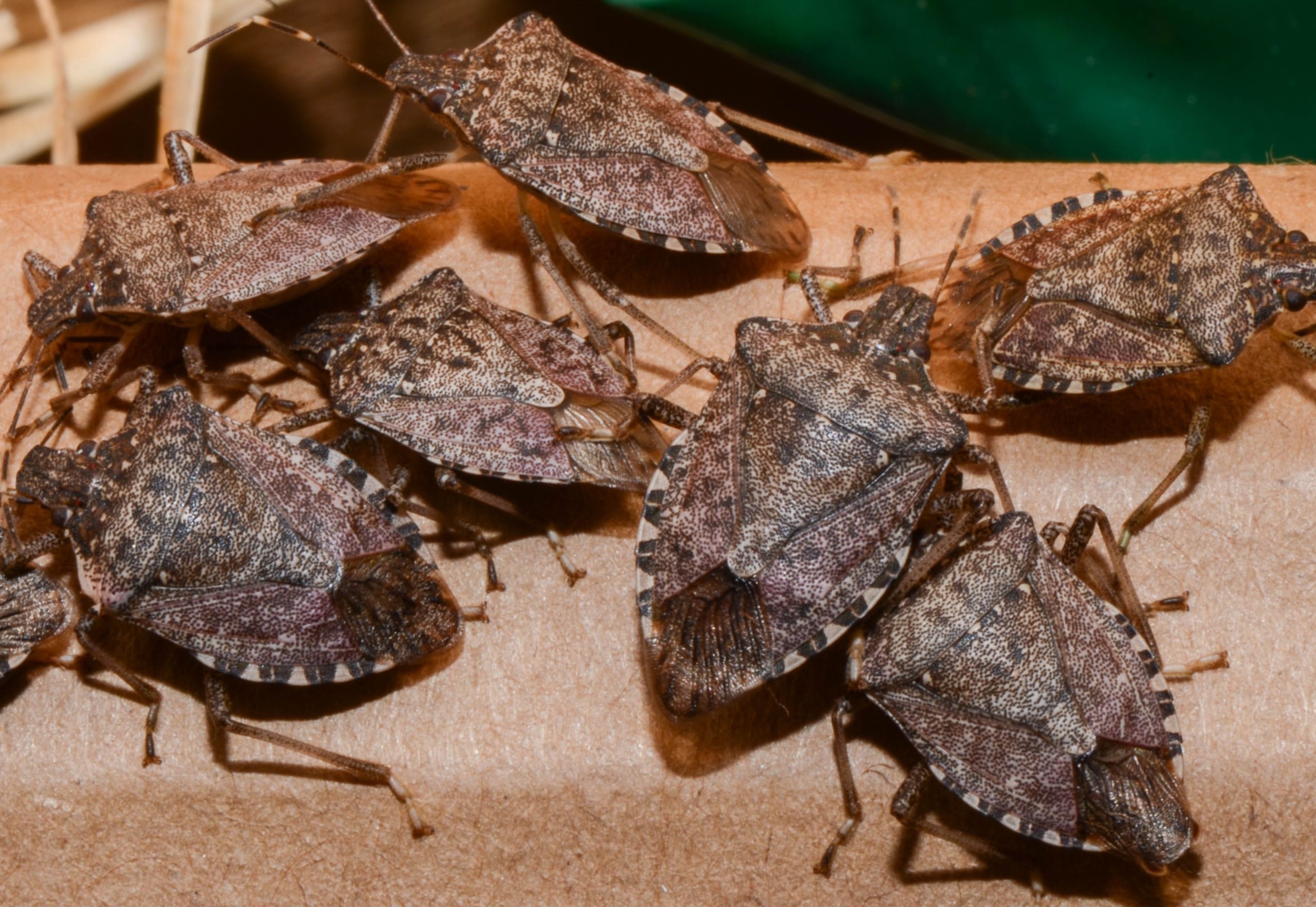 Brown Marmorated Stink Bug Halyomorpha Halys BioChemTech IPM Brown Marmorated Stink Bug Halyomorpha Halys BioChemTech IPM